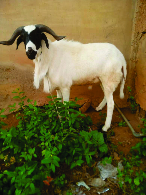 5 Tips for a Memorable Ileya Festival Celebration – Encomium